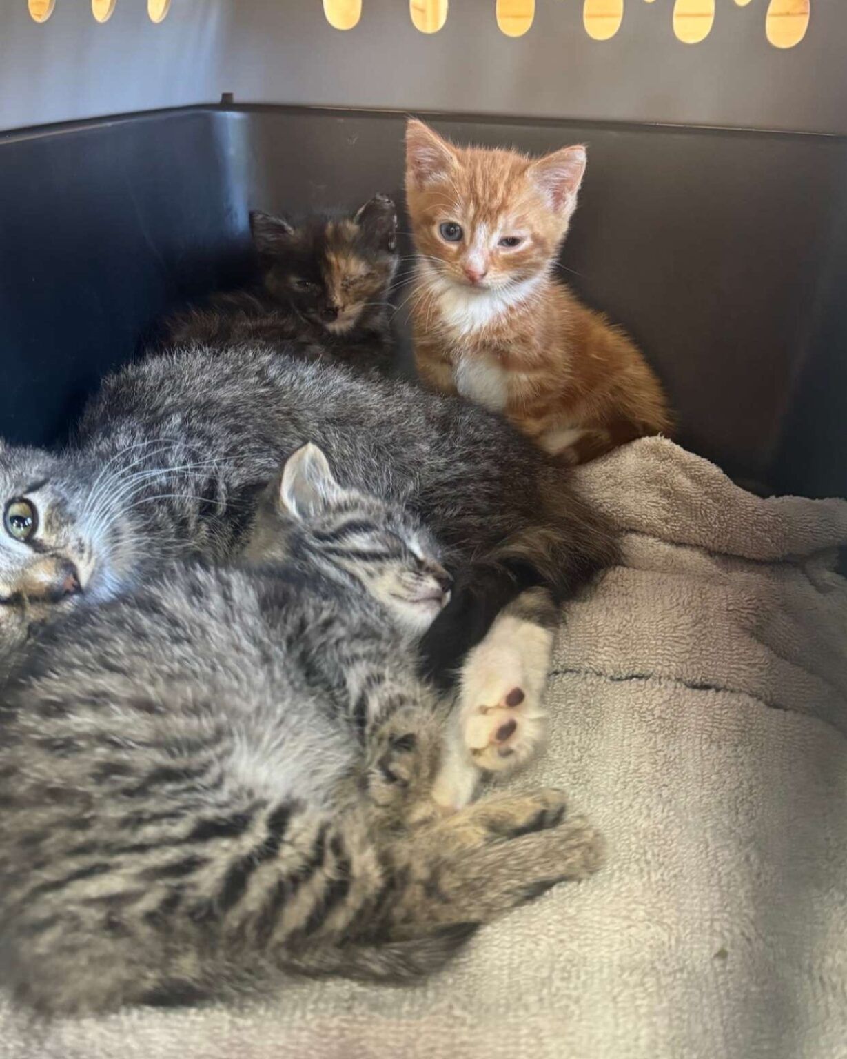 NEPA Animal Welfare Collaborative amplía sus esfuerzos para apoyar a los animales en todo el ...